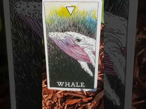 The Wild Unknown Animal Spirit Card - The Whale - Desire To Delve Deeper, Profound Peace, Wisdom