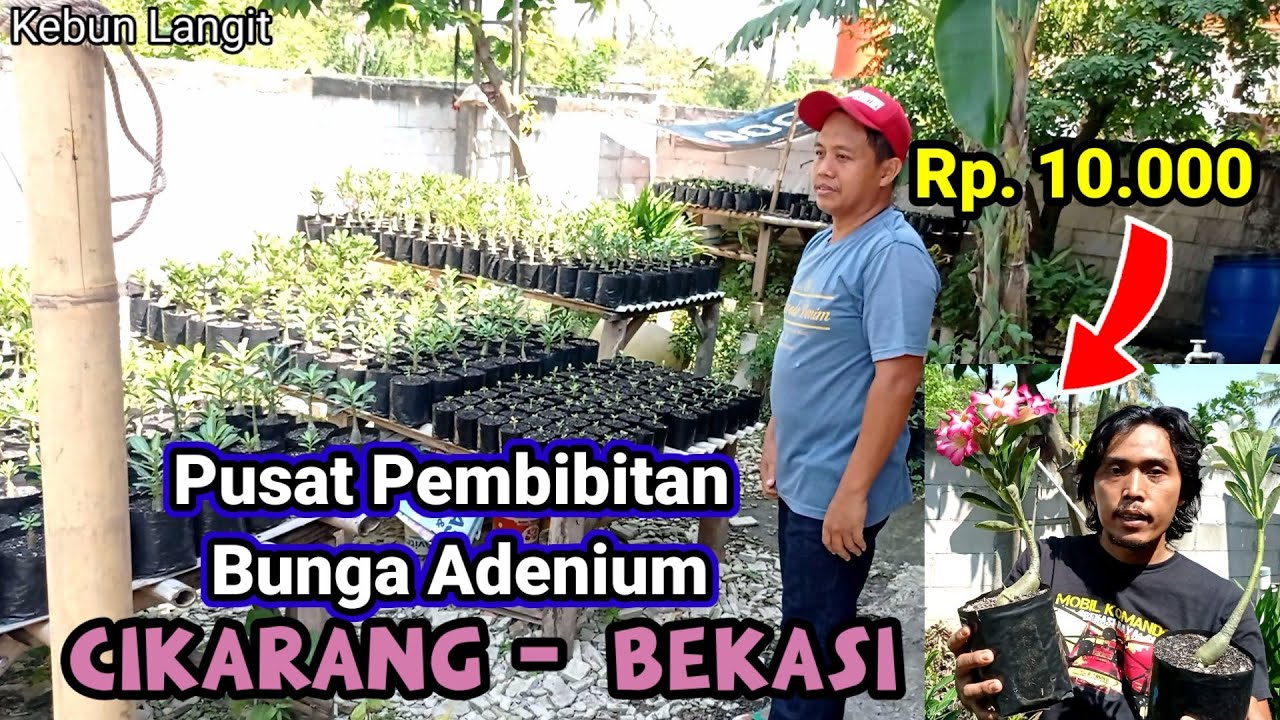 Tempat Pembibitan Bunga Adenium Atau Kamboja Jepang / Cikarang - Bekasi
