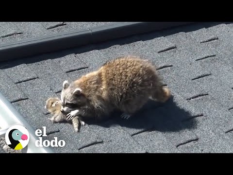 Pequeño mapache bebé atrapado en la pared I El Dodo