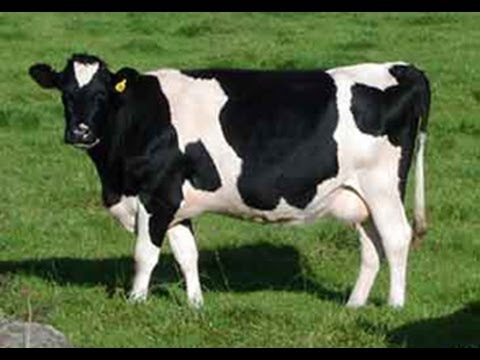 Cow Matching Game | Cullen’s Abc’sCow Matching Game | Cullen’s Abc’s ...