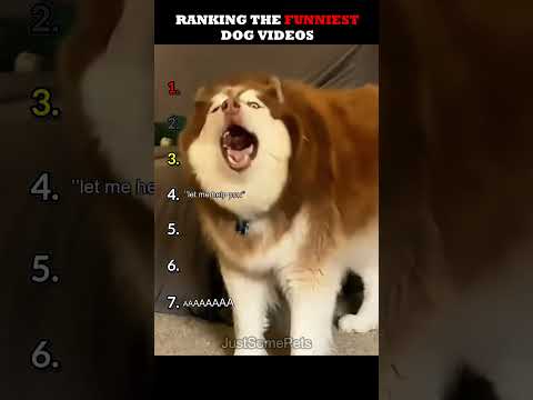 Ranking The Funniest Dog Videos