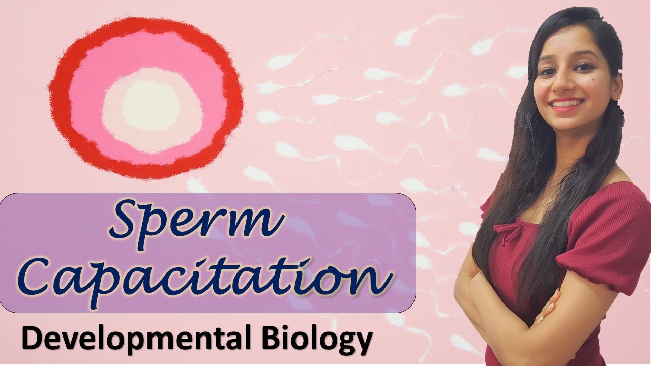 Understanding Sperm Capacitation: A Key Process in Animal Reproduction ...