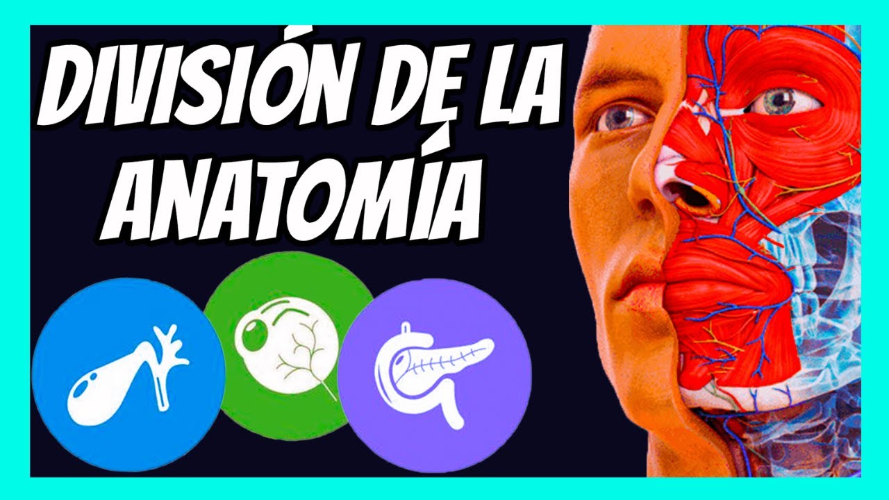 ✅  Classification of Anatomy | Divisions explained in 5 minutes