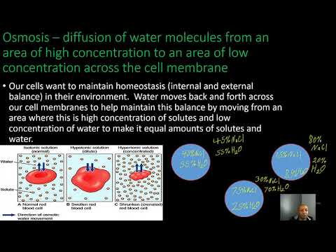 Active vs. Passive Transport 101