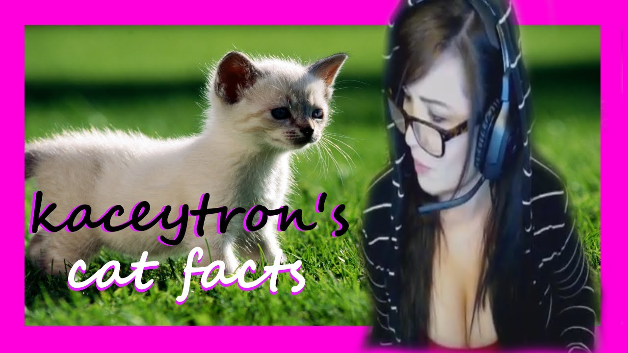 Kaceytron's Cat Facts