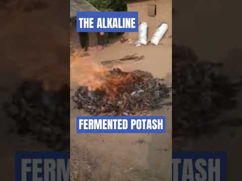 How organic potash is made: #organicsoap #organicpotash