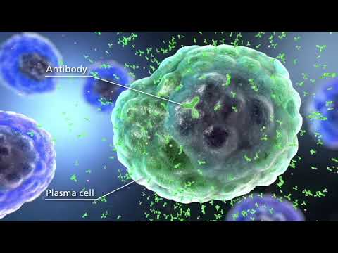 Benlysta® (belimumab) Mechanism of Action in SLE