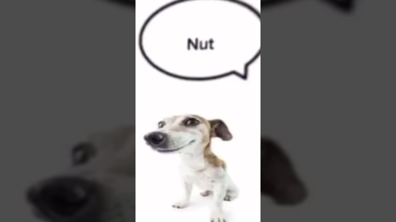 Ready or Nut #memes #funny