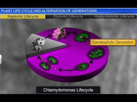 Plant Life Cycles and Alternation of Generations (Old NCERT) Video ...