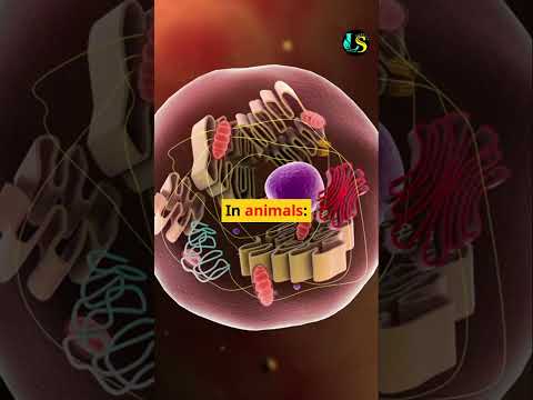 CELL DIFFERENTIATION EXPLAINED