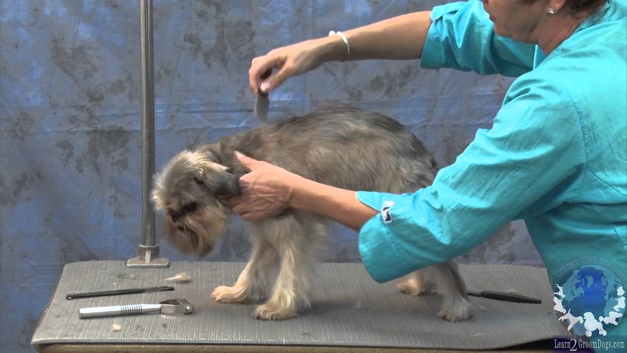Grooming a Pet Brussels Griffon with Judy Hudson, NCMG