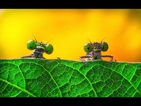 Best bio photographer of the year 2017