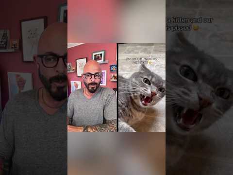 Introducing a new cat or kitten? Check out my videos! #cats #introduction