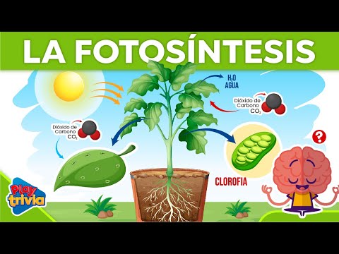 La fotosíntesis de las plantas🌱| Definición, Fases y su Importancia 🤓