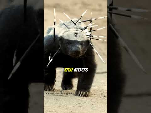 Why Honey Badgers Don't Give a Shit