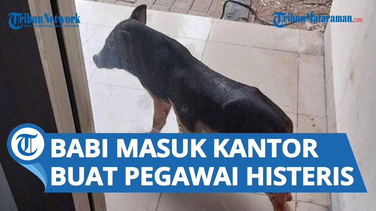 Pegawai Ketakutan saat Seekor Babi Masuk ke Kantor Dinas Lingkungan ... Pegawai Ketakutan saat Seekor Babi Masuk ke Kantor Dinas Lingkungan ...