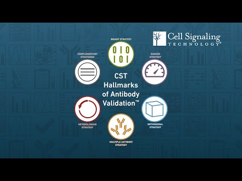 The CST Hallmarks of Antibody Validation