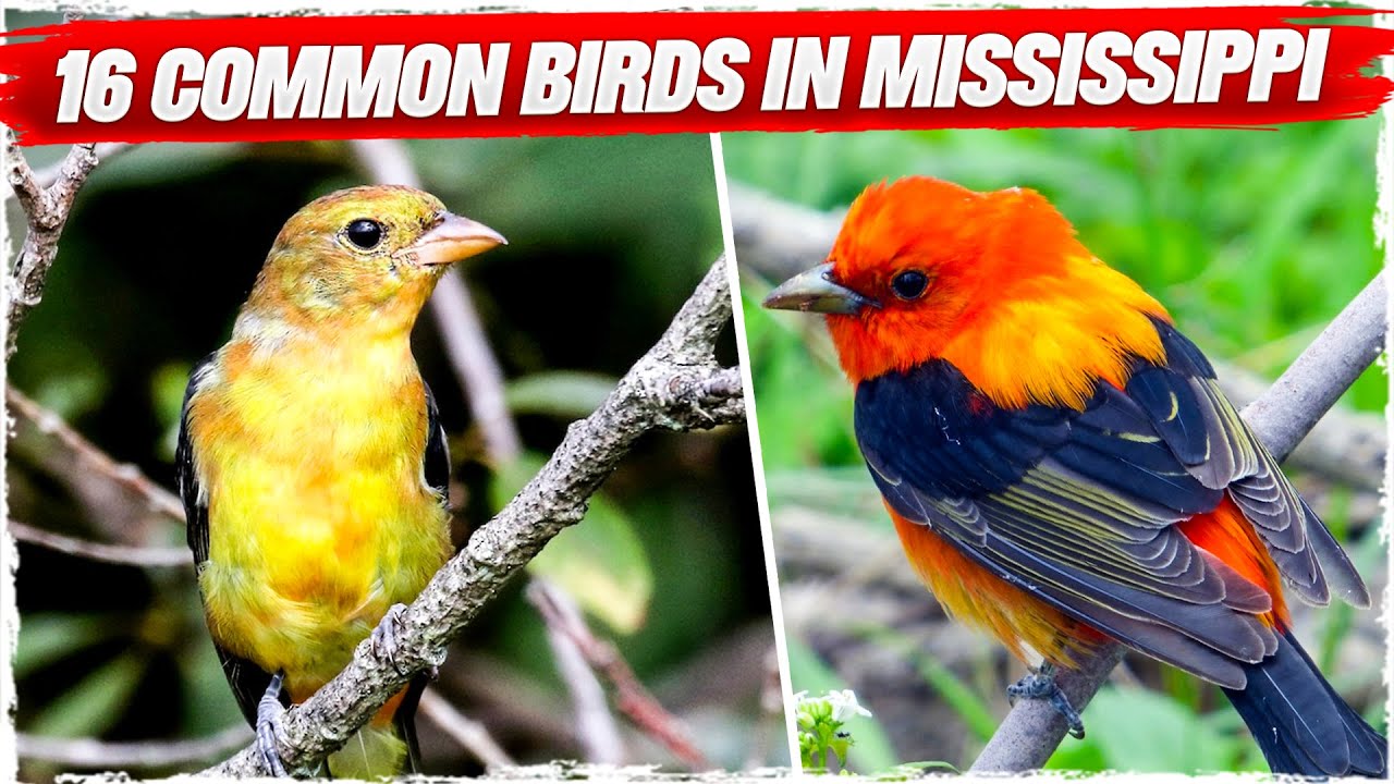 16 Common Birds in Mississippi (with Pictures)