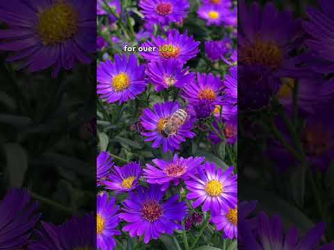 Skip the Mums and Plant Some Aster #gardening #nativeplants #mums #aster #fallgarden