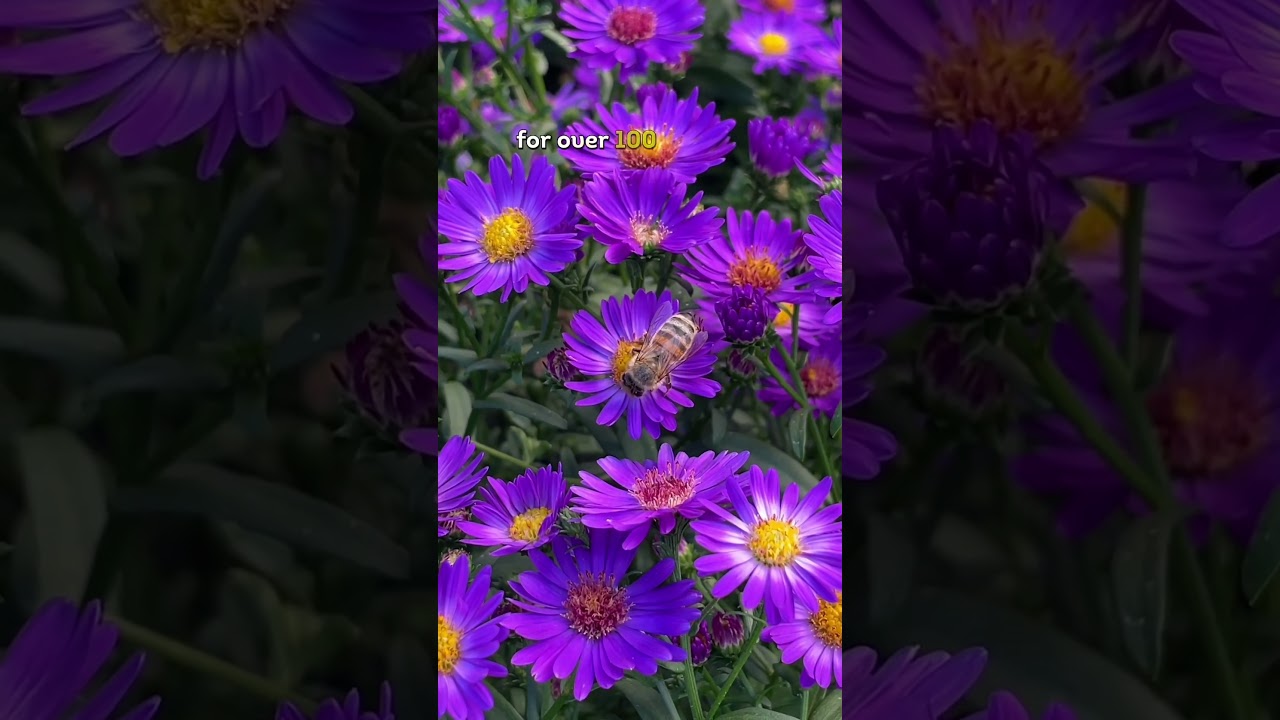 Skip the Mums and Plant Some Aster #gardening #nativeplants #mums #aster #fallgarden