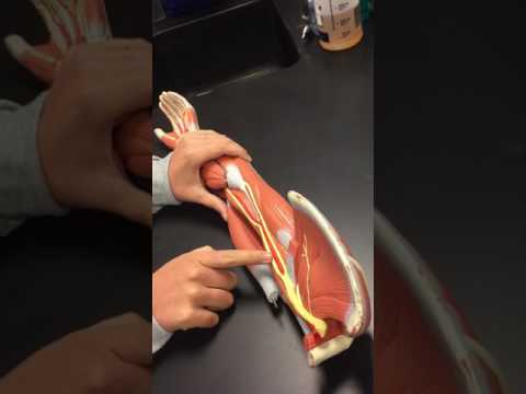 Muscles of the upper arm