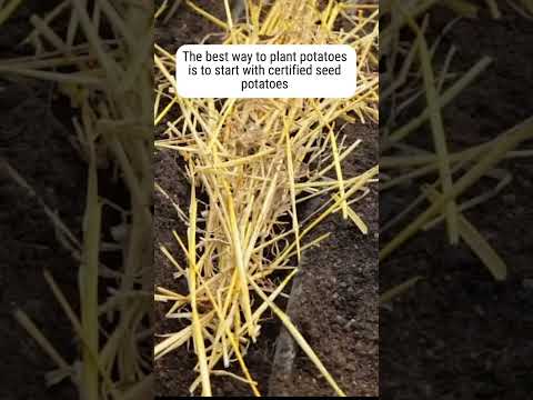 Why Grow Organic Potatoes from Seed?
