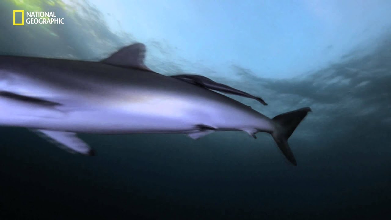 Tiburones en Gabón