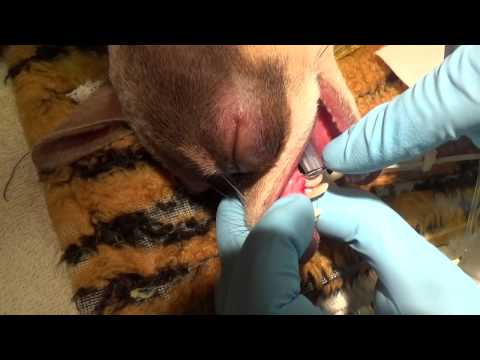 Removing Deciduous Canines or Baby Teeth in a Dog