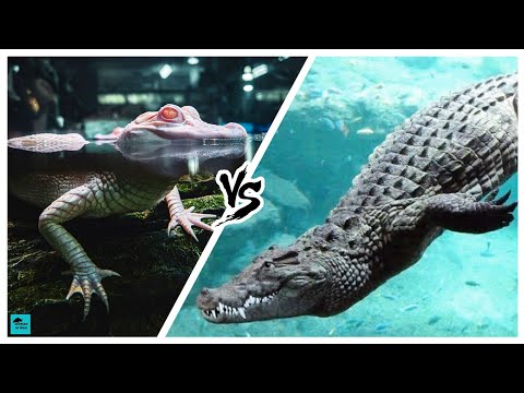 ALLIGATOR VS CROCODILE - Who would win?