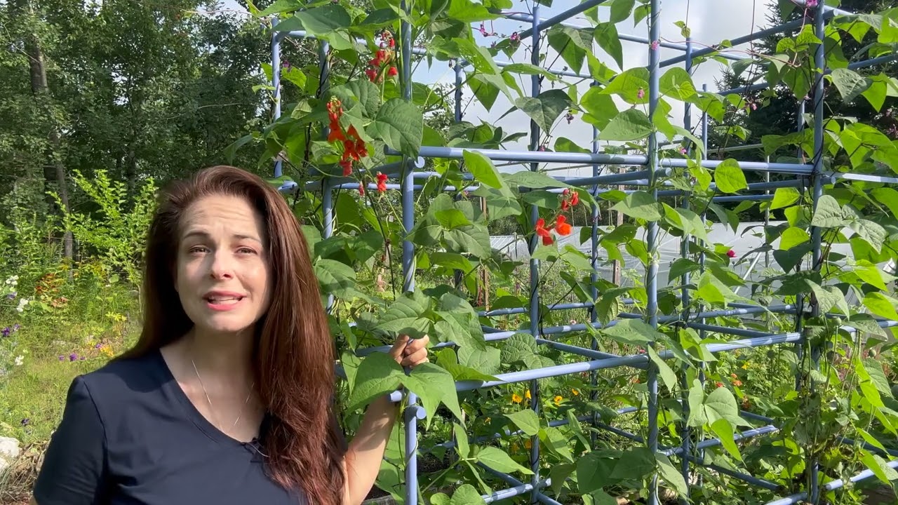 How to Grow Pole Beans (Snap Beans) • From Seed to Harvest