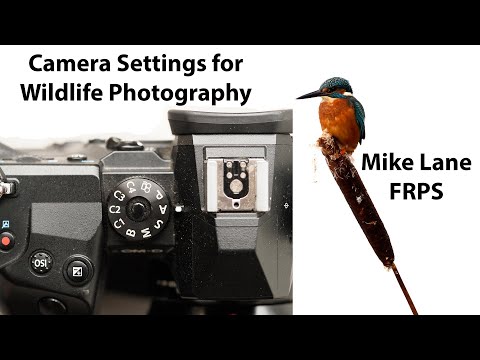 Camera settings for Wildlife Photography