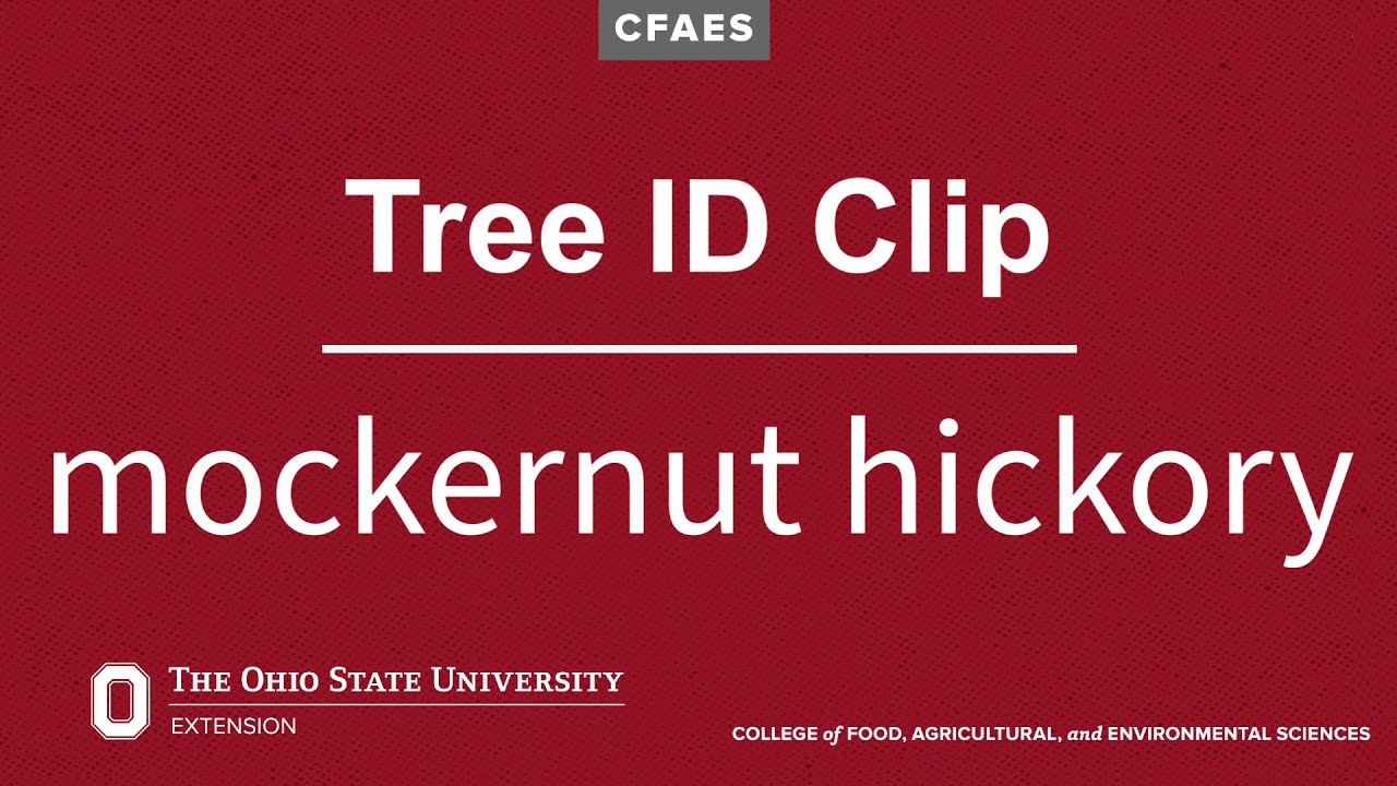 Tree ID Clip: mockernut hickory