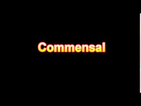 What Is The Definition Of Commensal - Medical Dictionary Free Online
