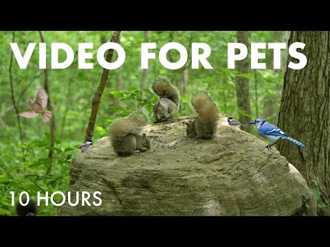 Chipmunks, Birds and Squirrels in a Canadian Forest - 10 Hour Cat TV for Pets ๐บ - Jun 24, 2025