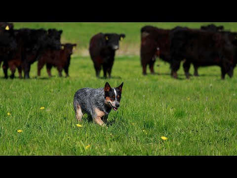 Training and Socializing an Australian Cattle Dog with Children