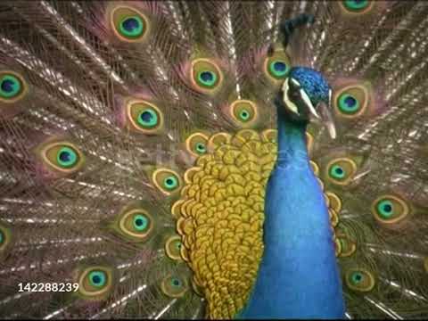 Peacock, courtship display, shakes with fanned out feathers, CU, Israel - stock video