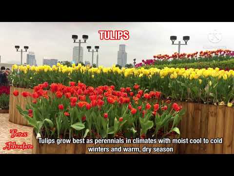 The MEANING/SYMBOLS of TULIPS FLOWER(@terexvlog )