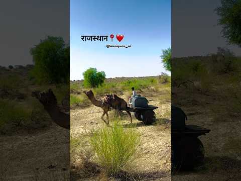 राजस्थानी संस्कृति || Rajasthani life #rajasthan #life #reels #instagram #insta #shorts #trending