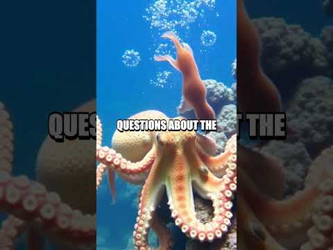 The Astonishing Intelligence of Cephalopods: Masters of Disguise