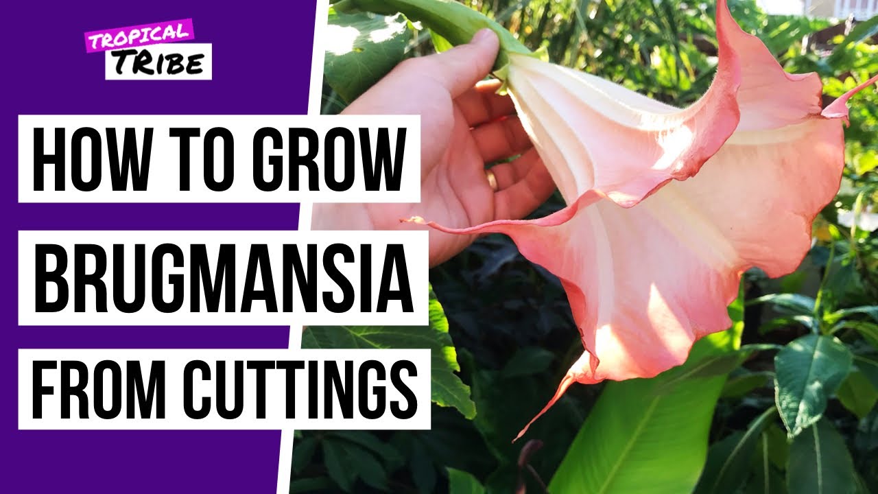 How to grow Brugmansia from cuttings (Angel Trumpet)