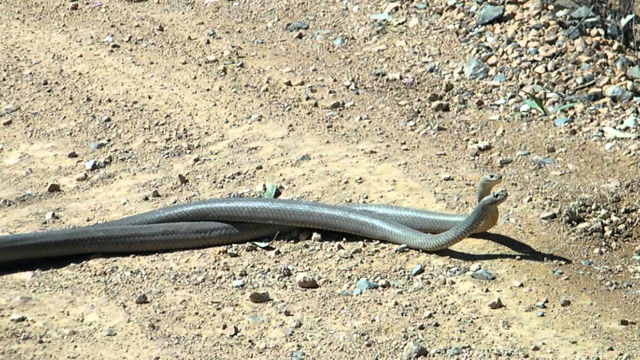 Deadly Eastern Brown snakes mating