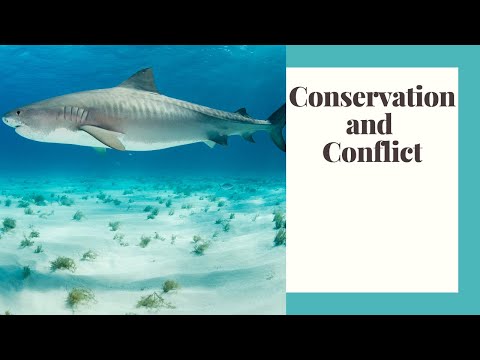 All About Tiger Sharks: Garbage Eaters of The Oceans