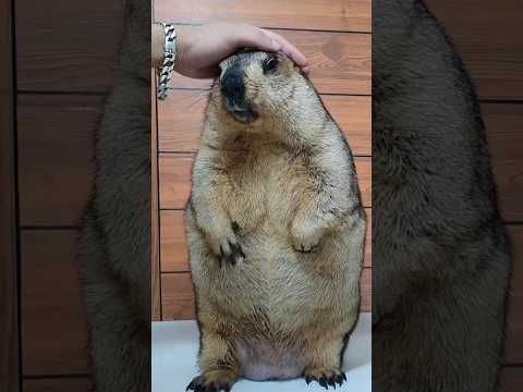 Marmot has a chubby, chubby body #animals #marmot #cute