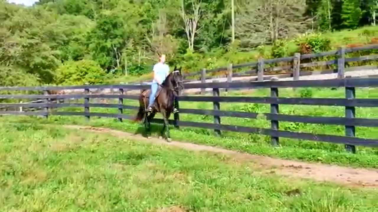 AFFECTIONATELY - SHADOW RIDGE STABLES