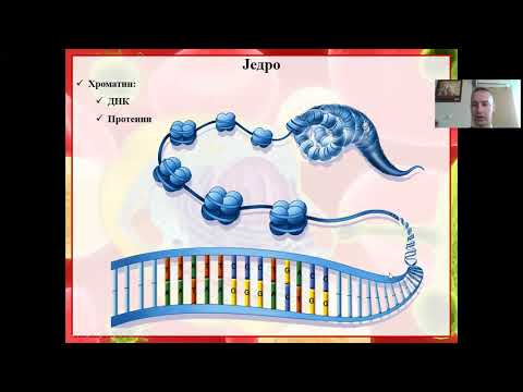 Jedro: građa i uloge | Biosoikoslogos
