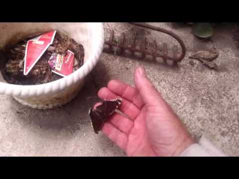 Rescuing Mourning Cloak Butterfly