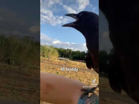 Farmer Regrets Teaching Crow 😂