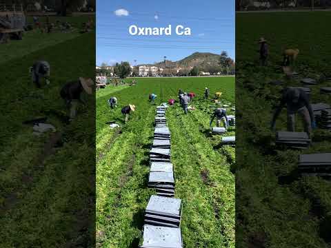 Travajadorrrr en oxnard California n