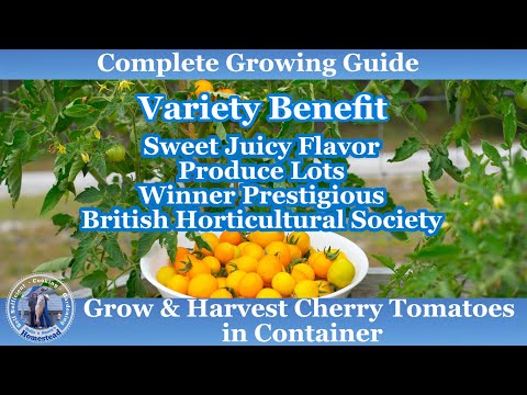 How to Grow Cherry Tomatoes & Harvest Cherry Tomatoes in Containers | Complete Growing Guide