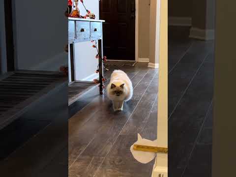 Scaredy Cat Prank Gone Viral! #scaredycat #catprank